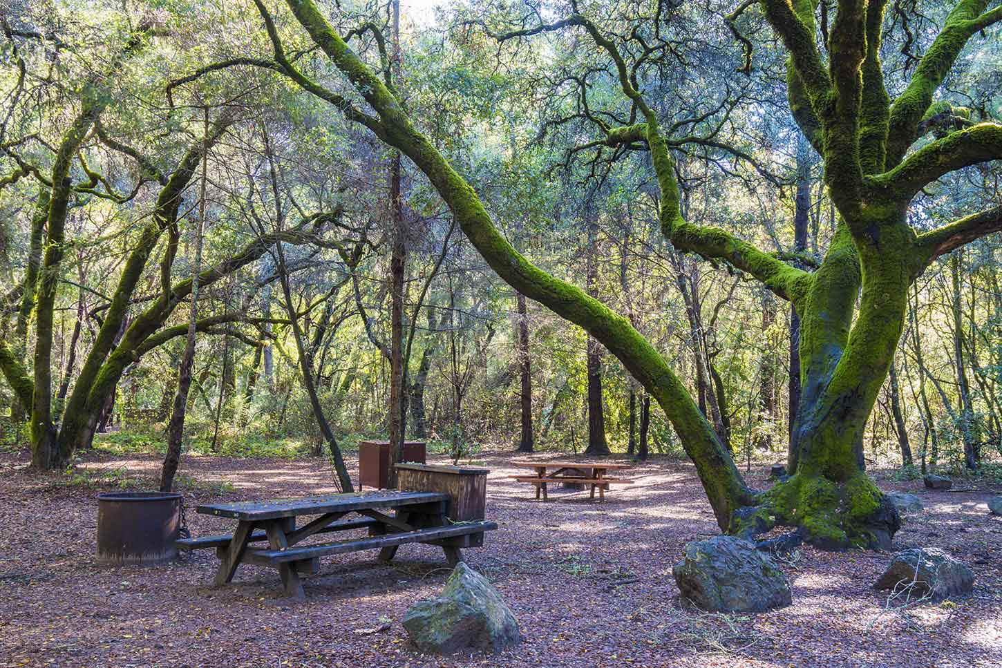 Henry Cowell Redwoods State Park Campground | All You Need to Know